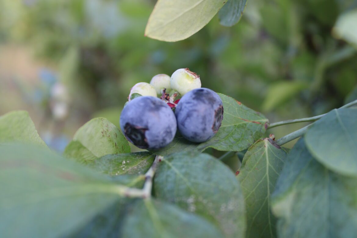 How to Propagate Blueberries - Single Mom On A Farm