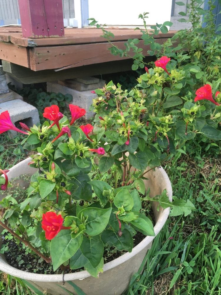 How to Propagate Four O'Clock Flowers - Single Mom On A Farm