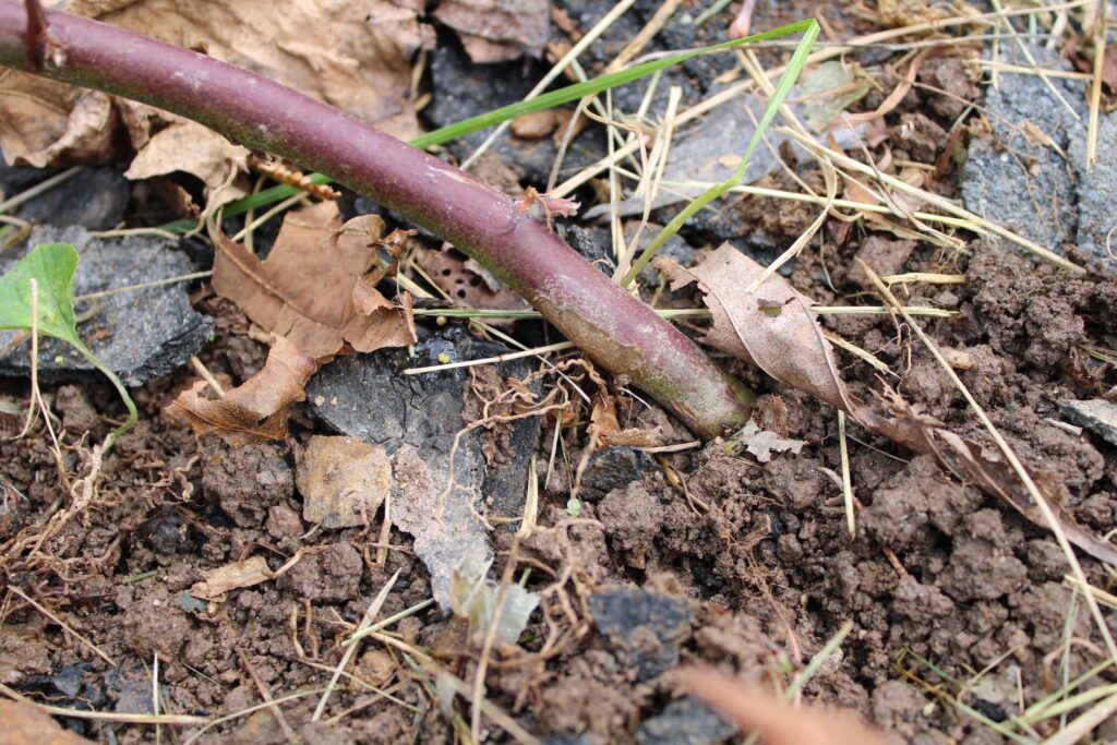 How to Propagate Blackberries - Single Mom On A Farm