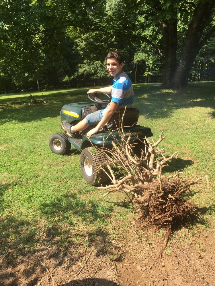 How to Propagate Azaleas - Single Mom On A Farm