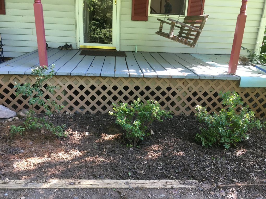 How to Propagate Azaleas - Single Mom On A Farm