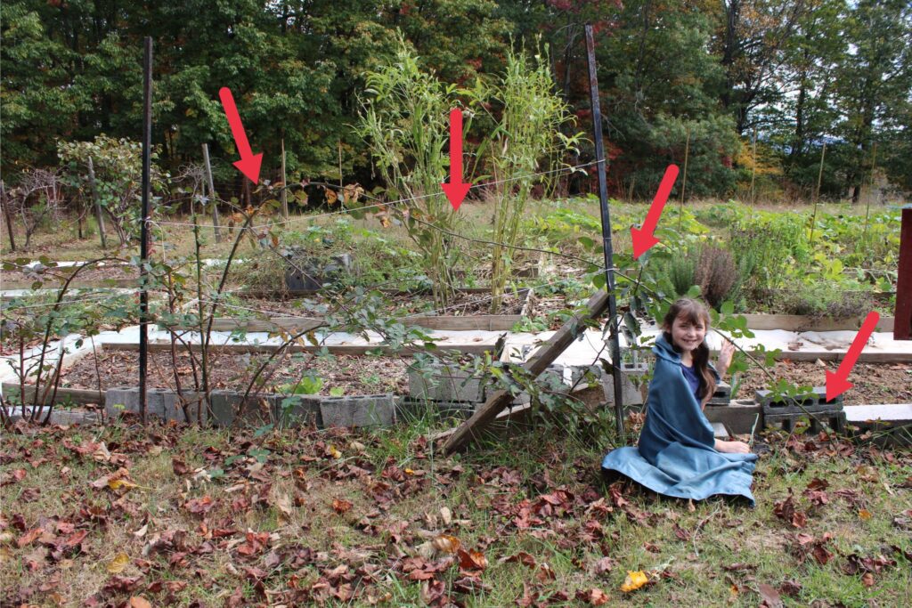 How to Propagate Blackberries - Single Mom On A Farm