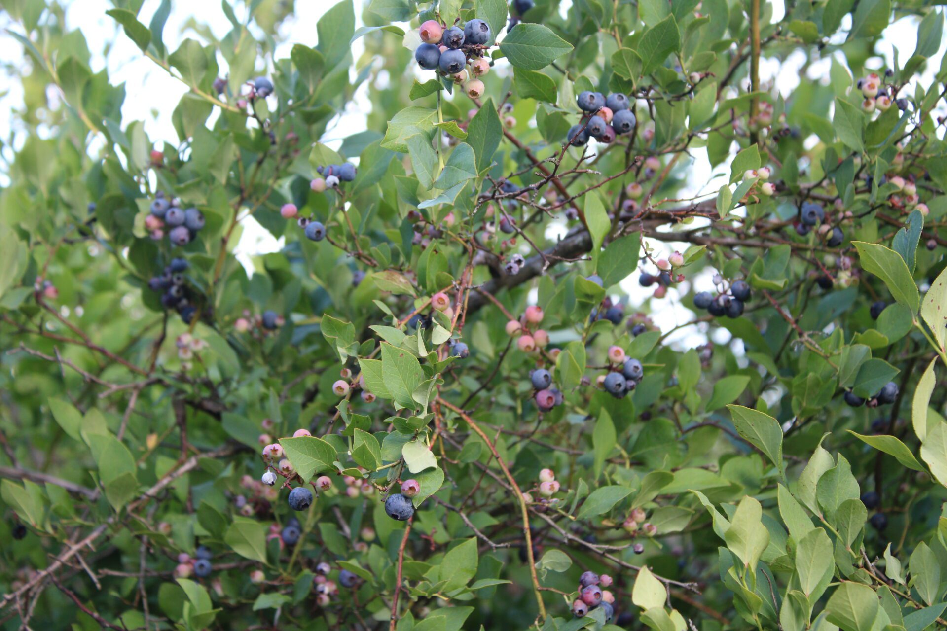 How to Propagate Blueberries - Single Mom On A Farm