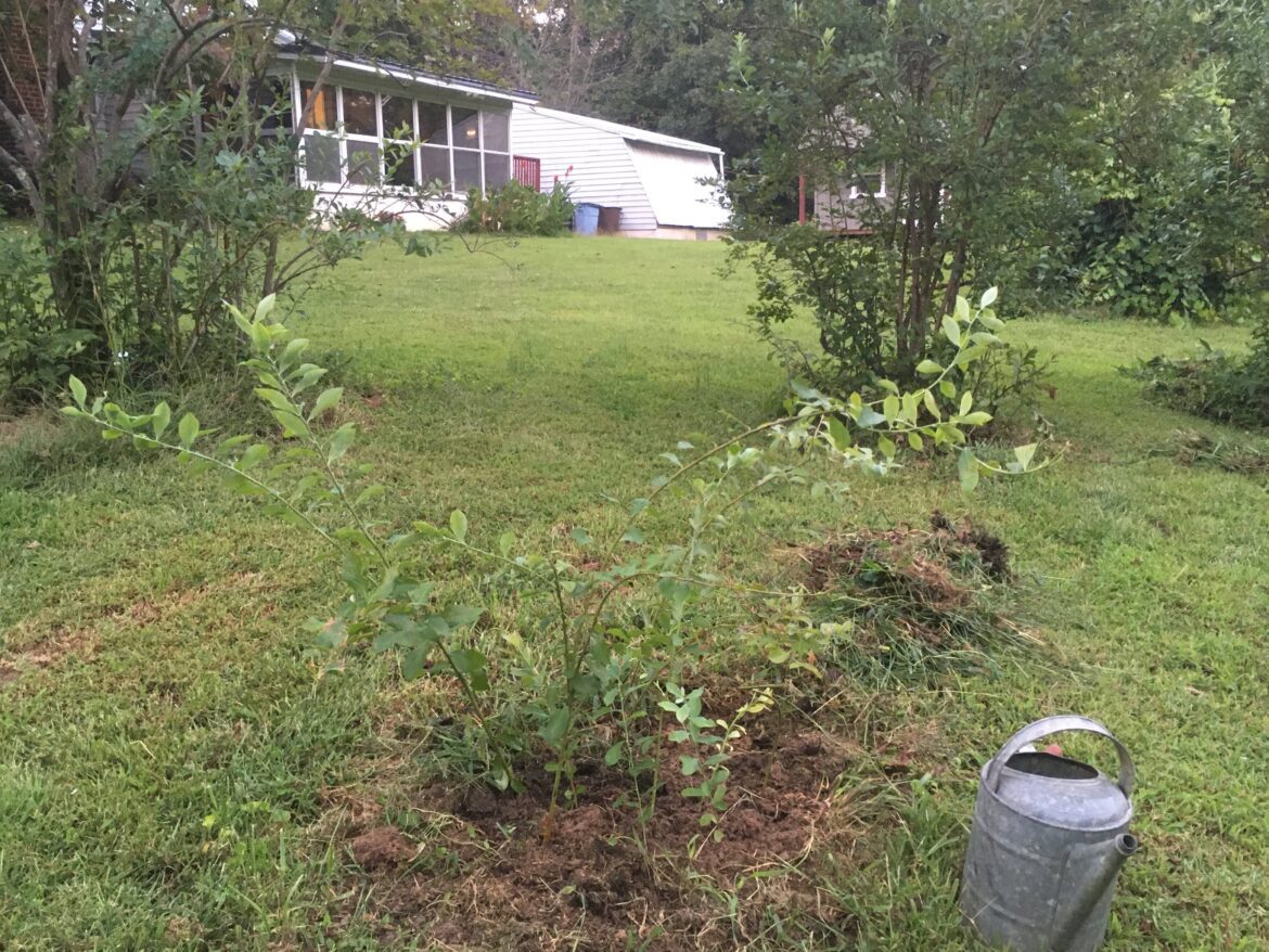 How to Propagate Blueberries - Single Mom On A Farm