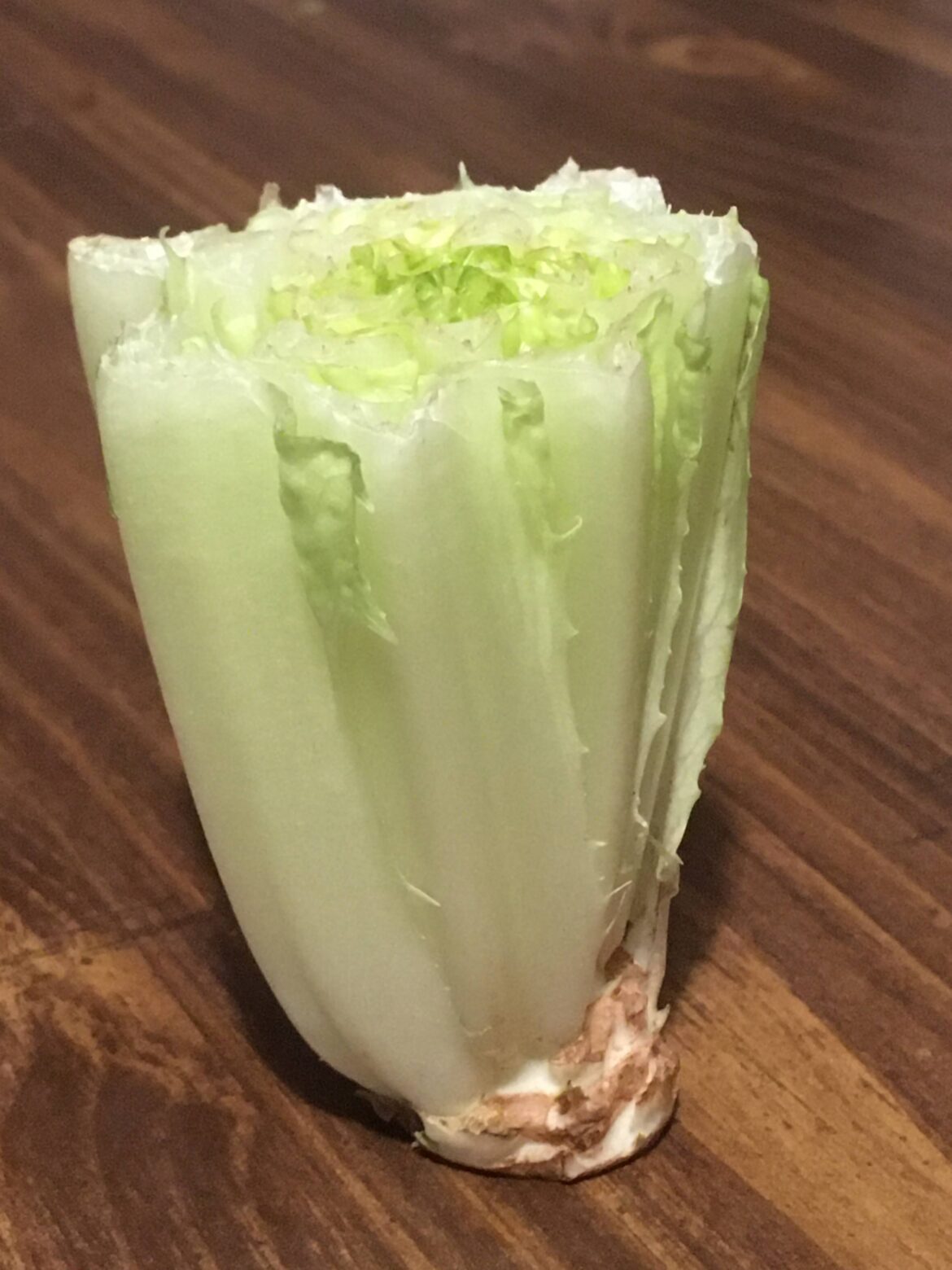 How To Grow Lettuce For Free! - Single Mom On A Farm